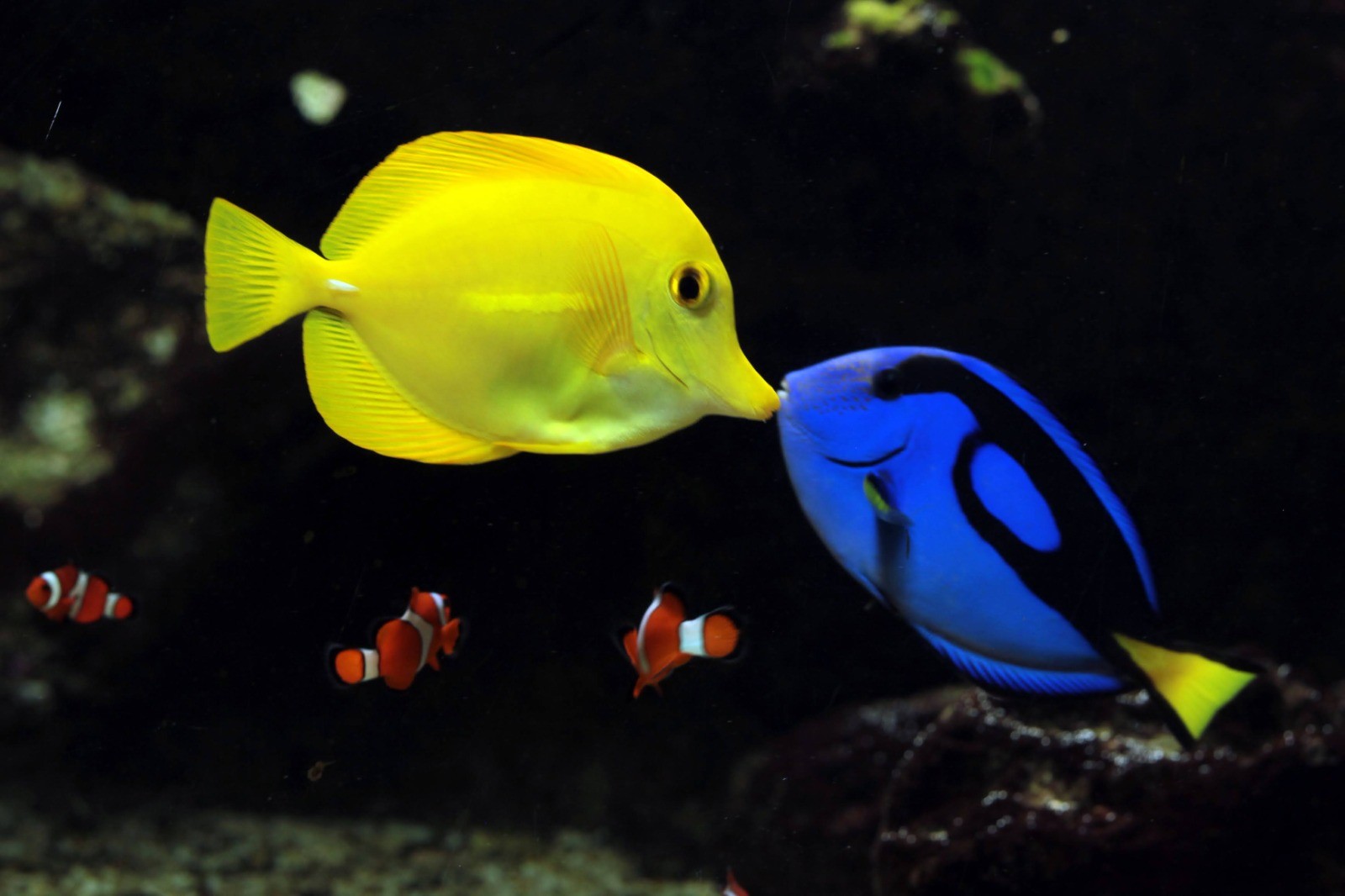 Fotógrafo flagra peixe da espécie do Nemo assistindo beijo de 'Dory' em ...