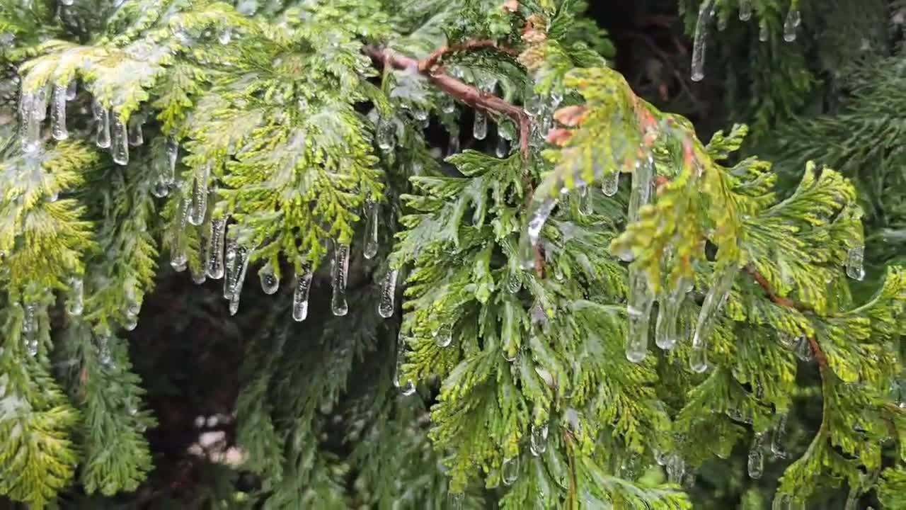 Árvores e carro congelam em amanhecer abaixo de -3ºC na Serra de SC ...