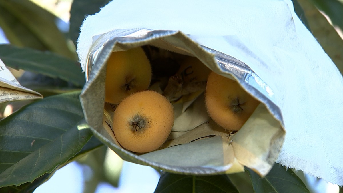Fruta nêspera está em época de colheita em São Miguel Arcanjo