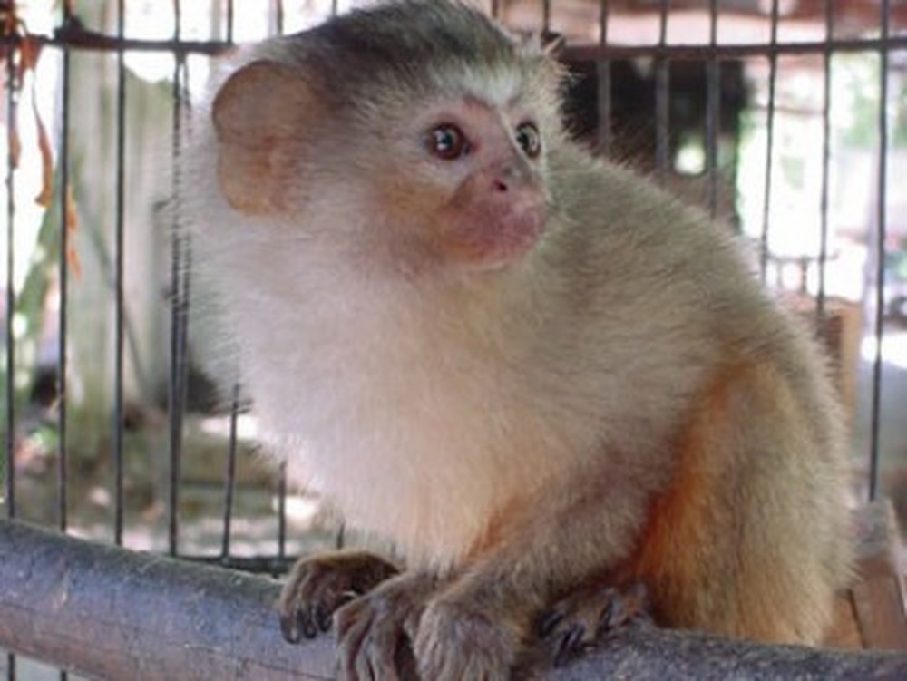 Conheça o Mico rondoni; espécie de macaco que só pode ser vista em ...