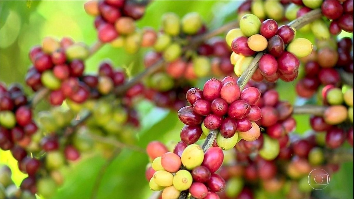 Produção de café conilon deve ter queda de 25% no Espírito Santo ...