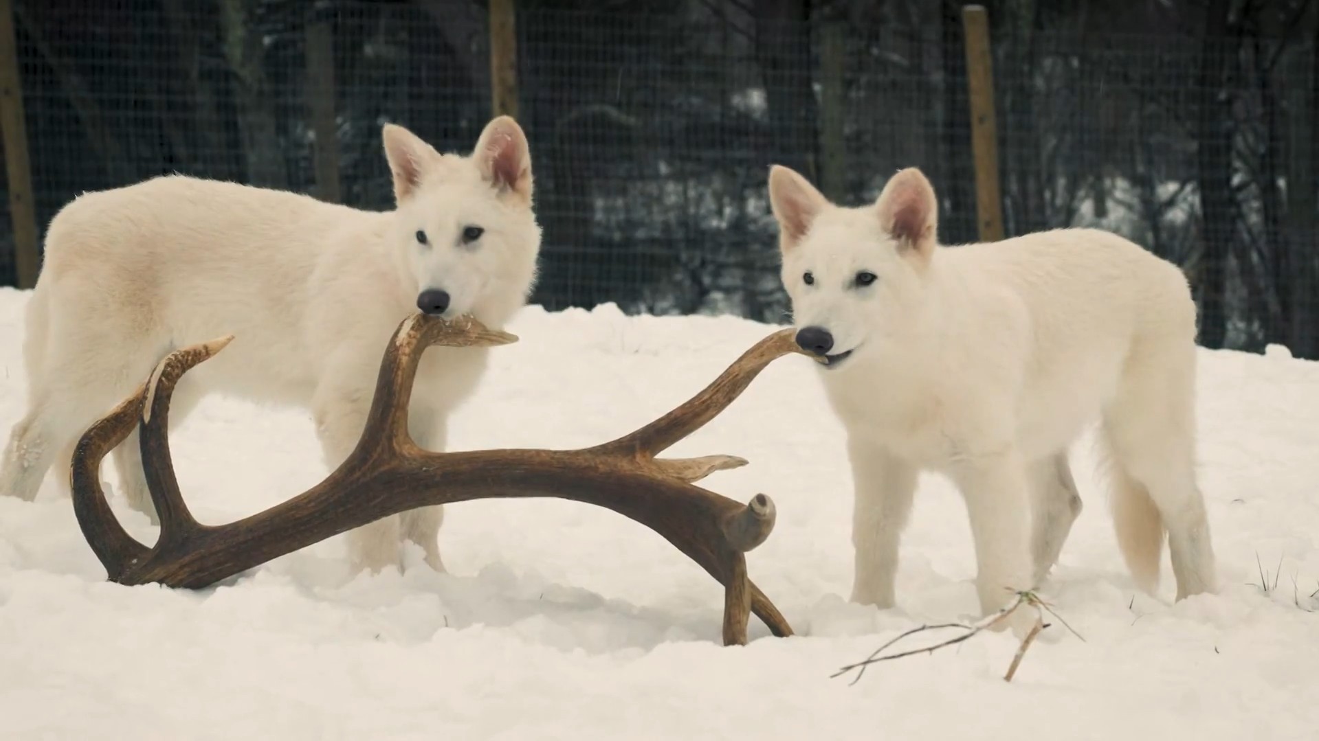Lobo-terrível pode voltar à natureza? Veja os dilemas ecológicos da ...