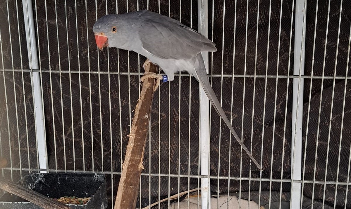 Homem é multado em R$ 2,4 mil por falta de nota fiscal de duas aves, em ...