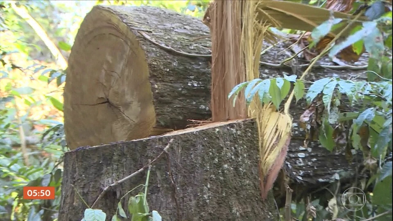 Fiscalização identifica tentativa de invasão no Parque Nacional de ...