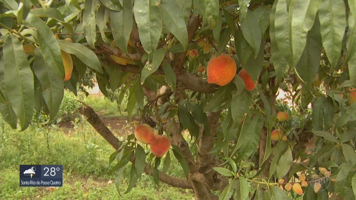 Seca e calor prejudicam o plantio de pêssegos em Gavião Peixoto | São ...