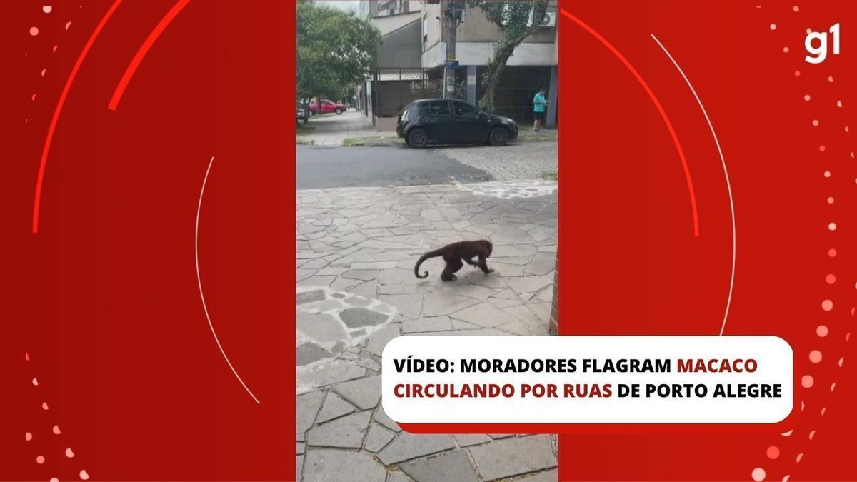 VÍDEO: moradores flagram macaco circulando por ruas de Porto Alegre ...