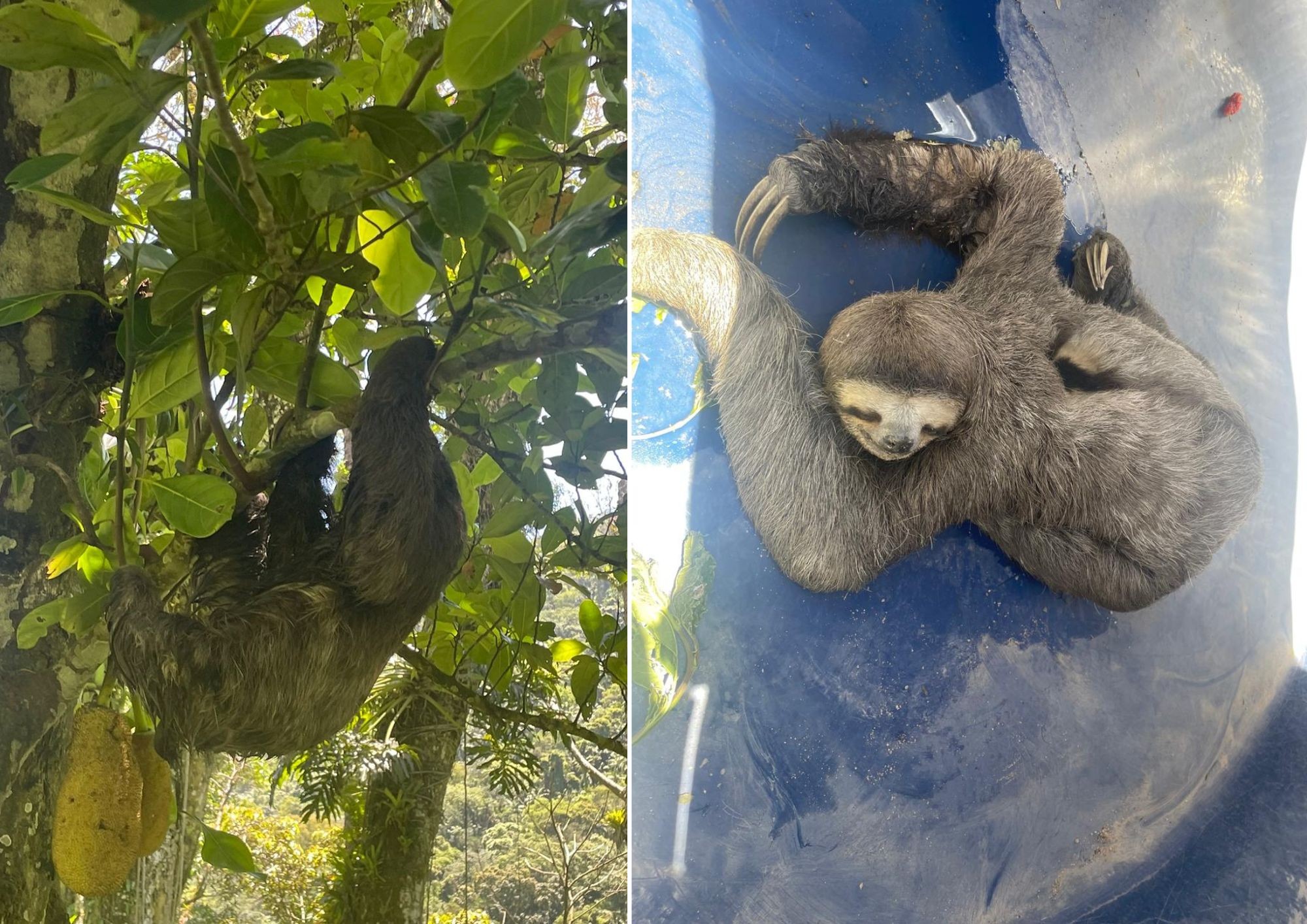 Bicho-preguiça é resgatado após ser encontrado agarrado em caminhão no ...