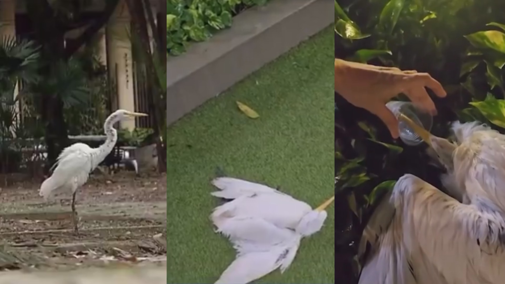 Mortes de garças na Praça Batista Campos preocupam frequentadores | G1