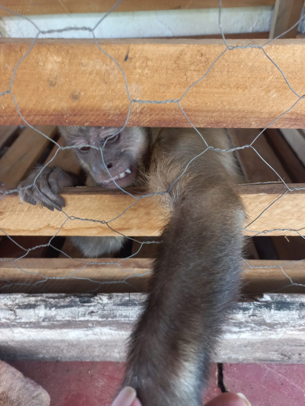 O retorno de Chico: análise de microchip confirma identidade de macaco ...