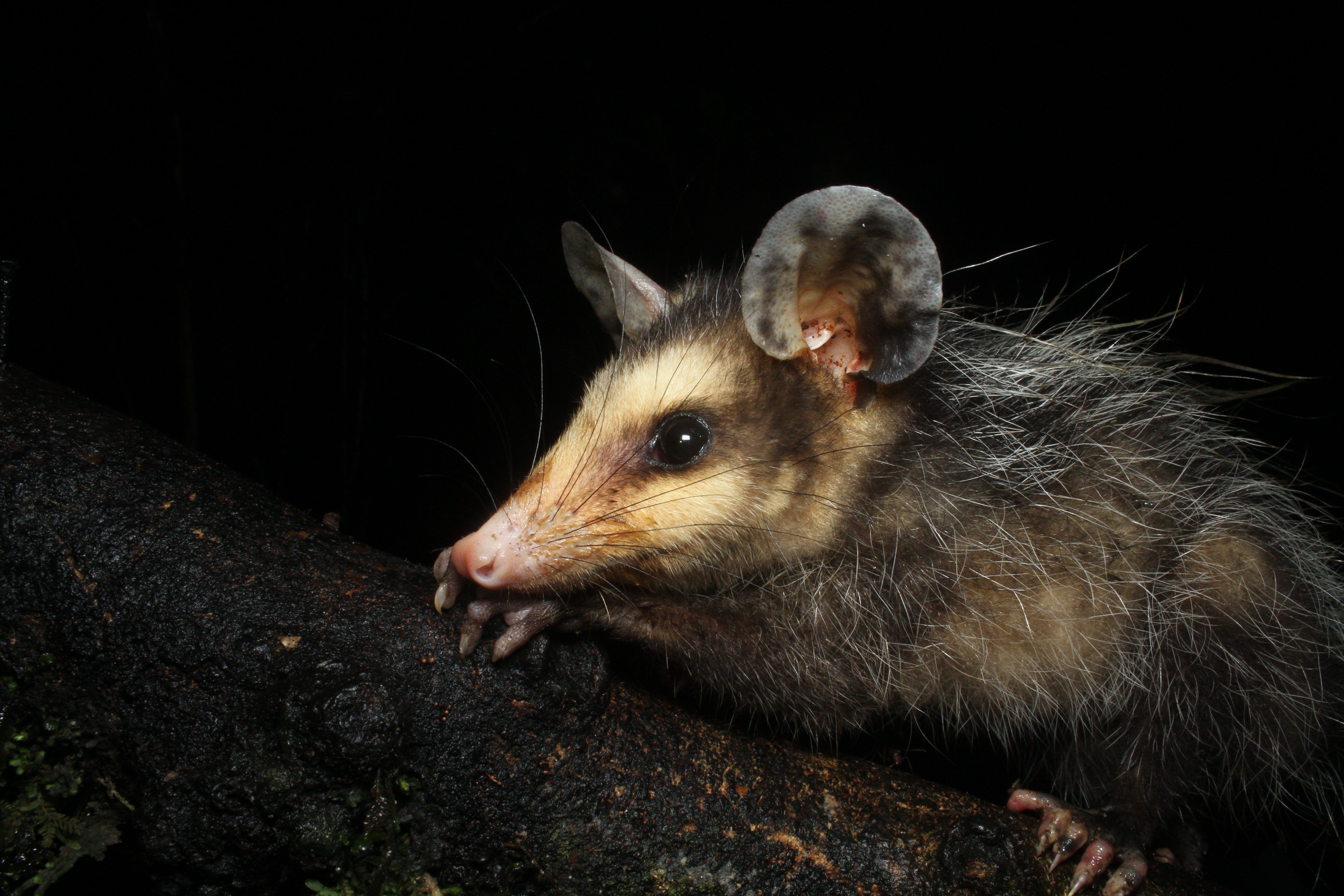 Gambás e cobras: a batalha silenciosa da natureza que ocorre há mais de ...
