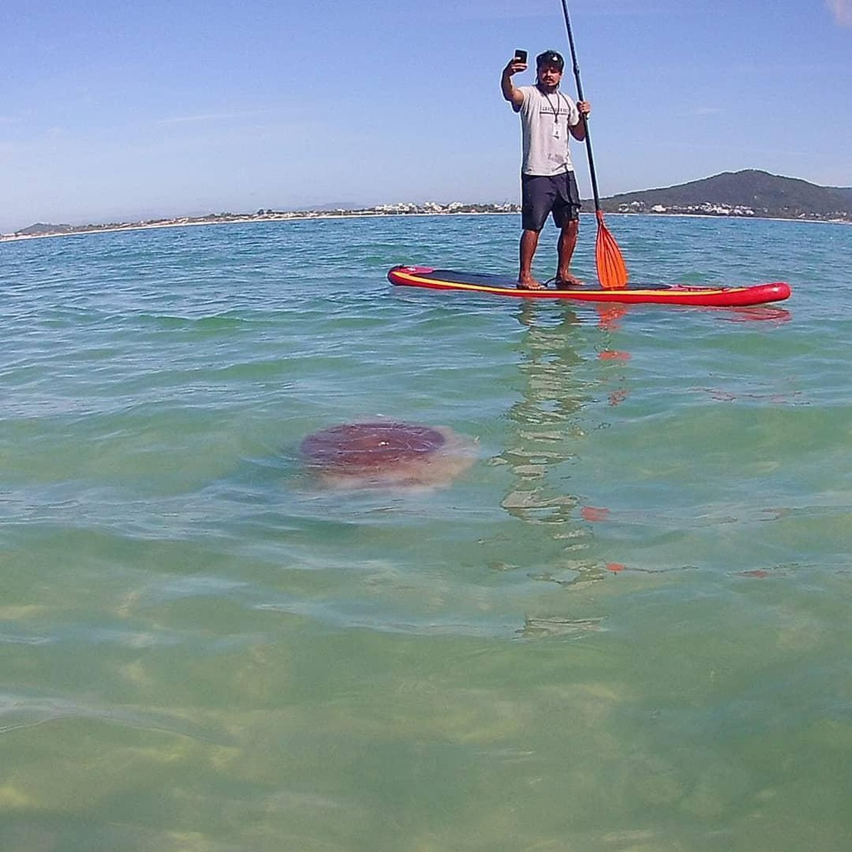 Medusa gigante: saiba 10 pontos sobre a espécie rara descrita pela 1ª ...