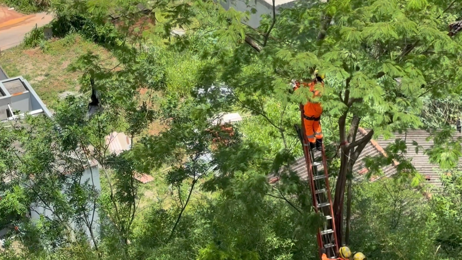 Urubu é resgatado após ficar preso a linha de pipa em MG | G1