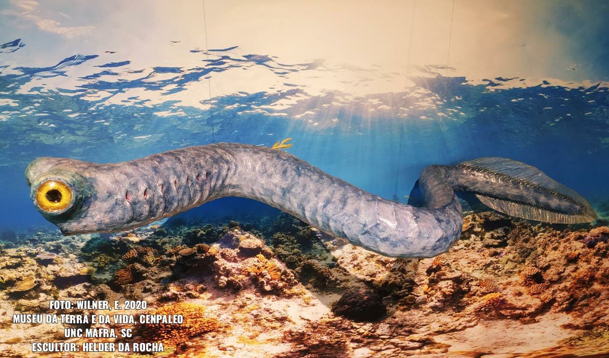 Conheça o conodonte, microfóssil com cerca de 295 milhões de anos ...