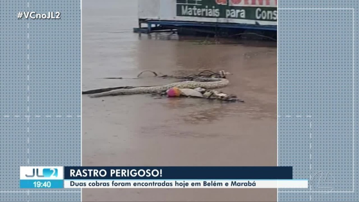 Cobras aparecem em rio e praça no Pará | Pará | G1
