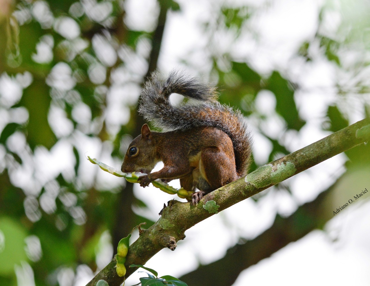 Pesquisadores descobrem novas espécies de esquilos na América do Sul | G1