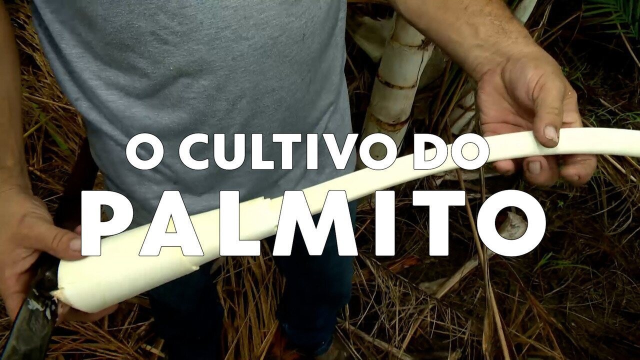 Palmito: de onde vem e como é produzido um dos principais itens da ...