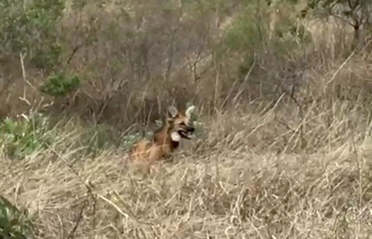 Guia registra encontro com lobo-guará; veja o vídeo | Vc no Terra da ...