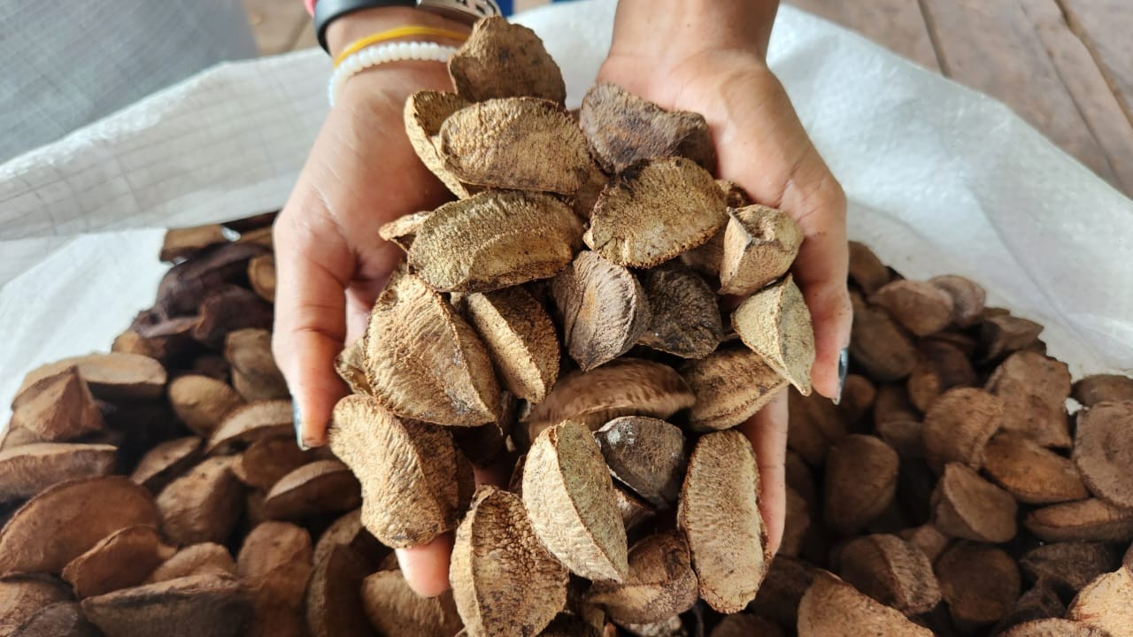 Castanha: do Pará, do Brasil ou da Amazônia? Qual é o nome do fruto que ...