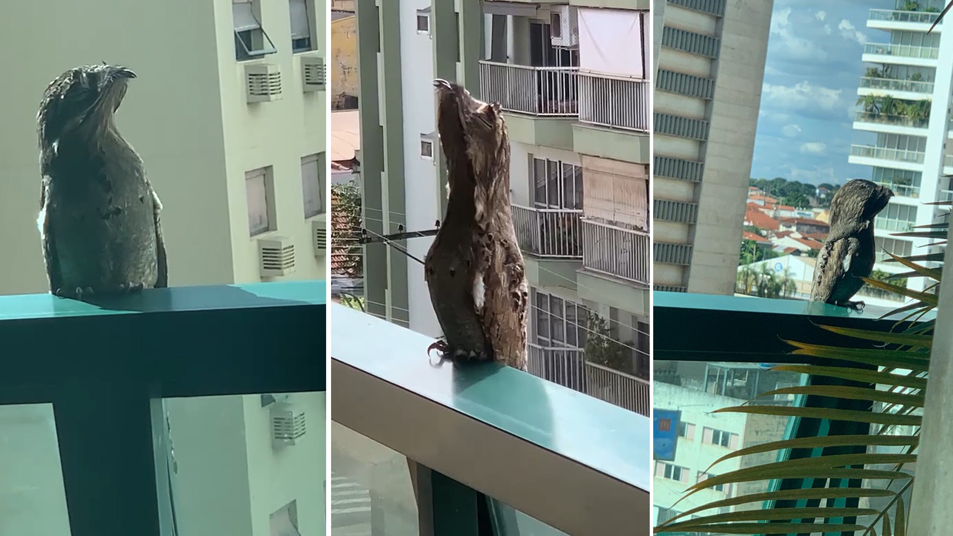 Urutau visita sacada de apartamento e encanta morador | G1
