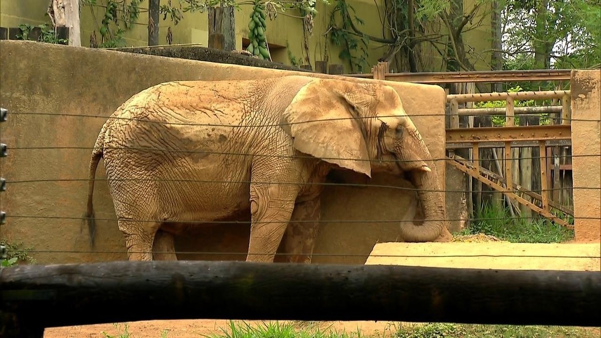 Zoológico de SP completa 60 anos de fundação; conheça sua história