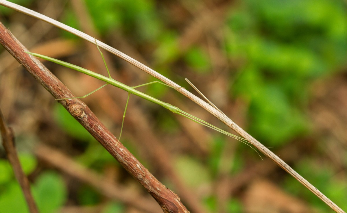 Antes consideradas australianas, espécies de bicho-pau são ...