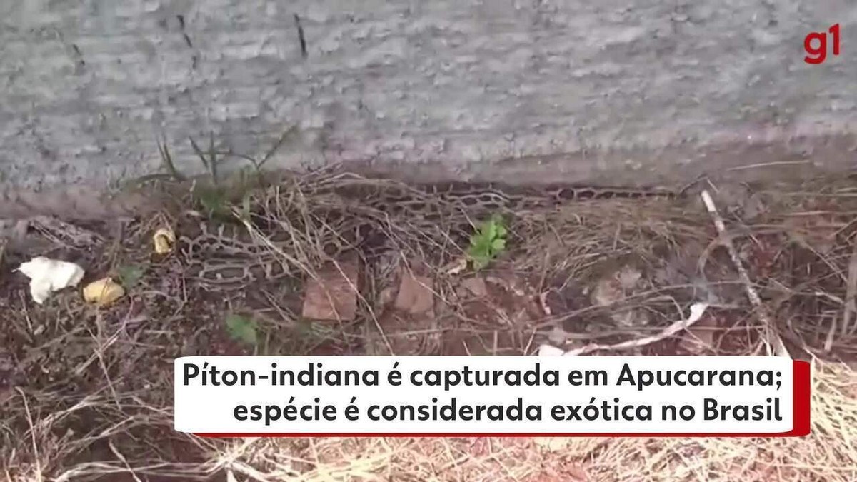 VÍDEO: Píton-indiana de 2 metros é capturada em terreno baldio, em ...