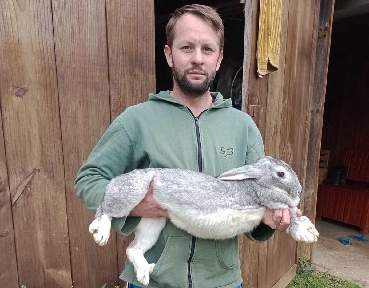 Coelha gigante de SC com mais de 9kg fica entre as mais pesadas do país ...