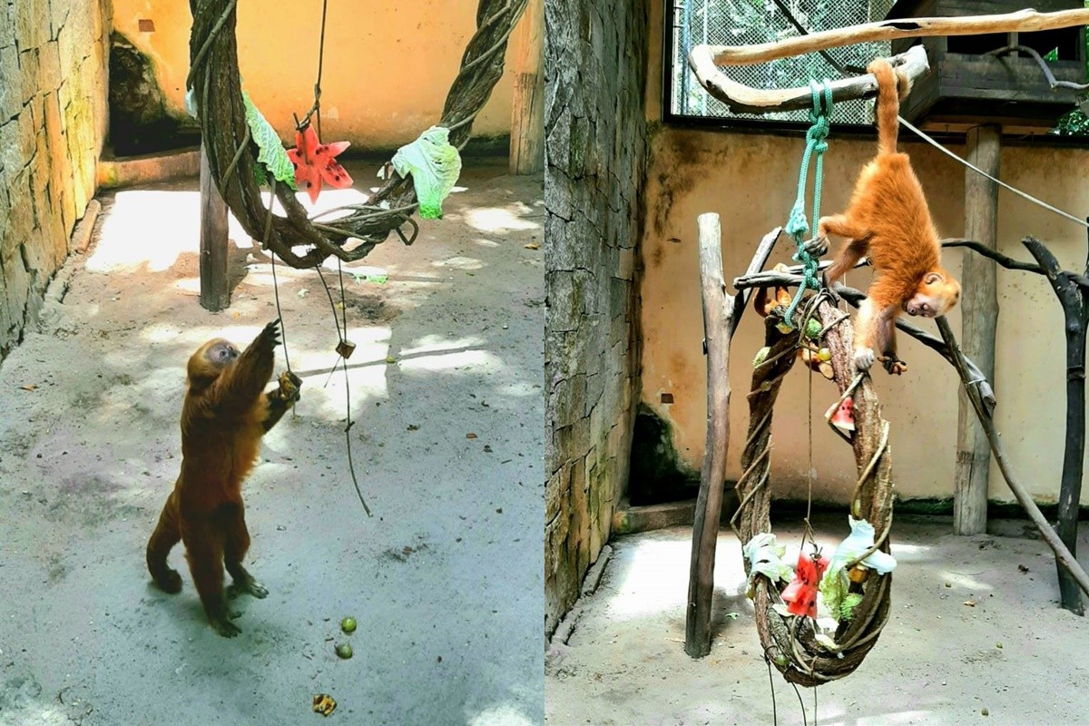 Bichos de zoo ganham 'presentes de Natal' em João Pessoa; FOTOS ...