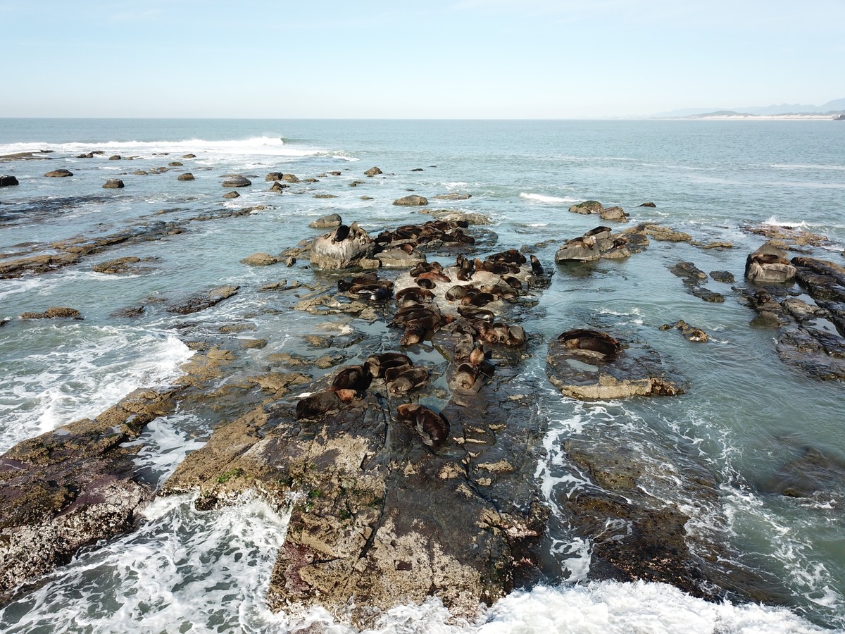 Conheça o único ponto natural de observação de lobos e leões-marinhos ...