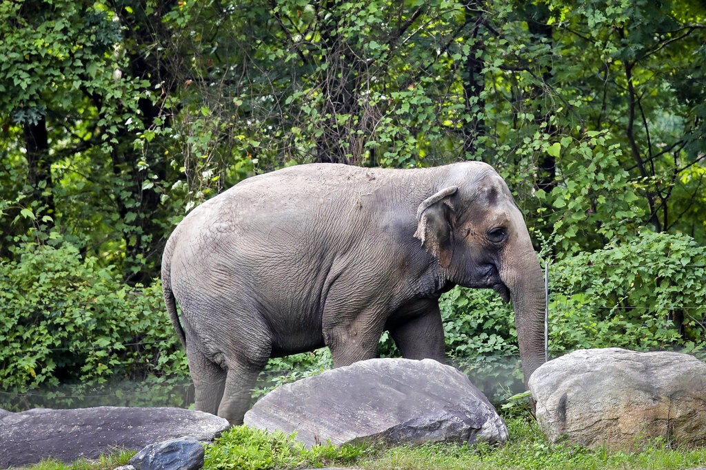 Elefanta que 'ensinou' pesquisadores que animais podem reconhecer a si ...