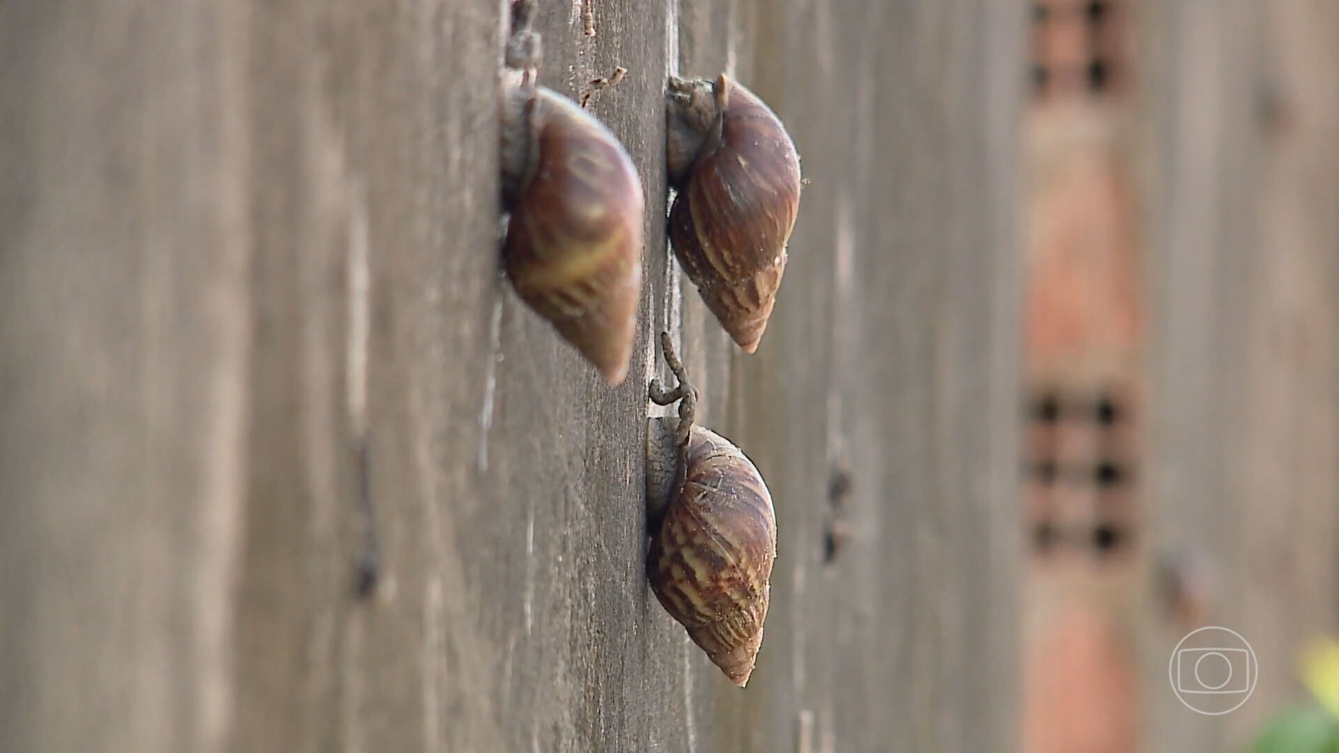 É tudo caracol? Como diferenciar caracóis nativos do caramujo africano ...