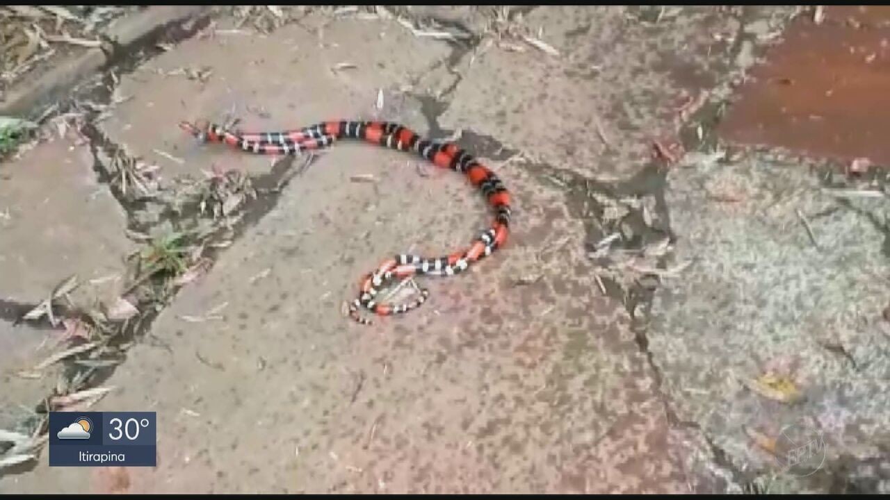 VÍDEO: Acasalamento raro de cobras corais-verdadeiras é flagrado em ...