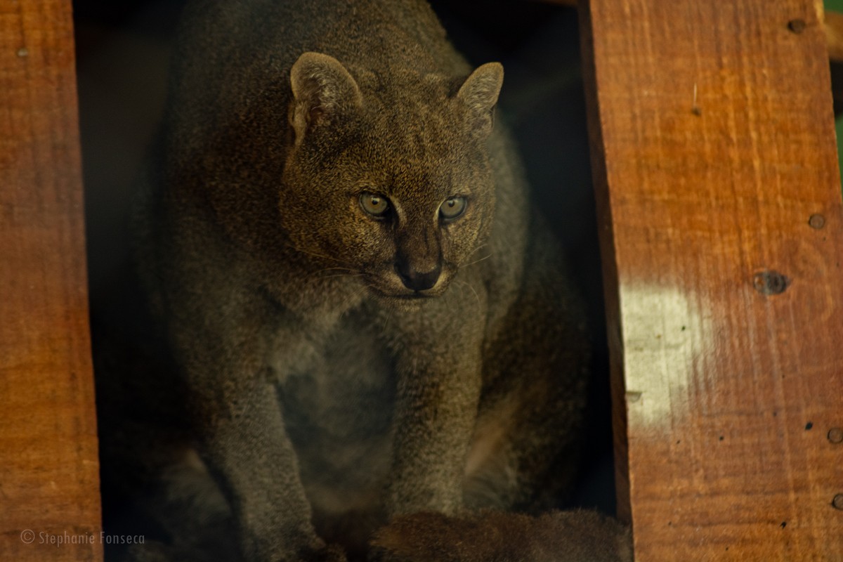 Gato-mourisco Logan, uma das principais atrações e mamífero mais velho ...