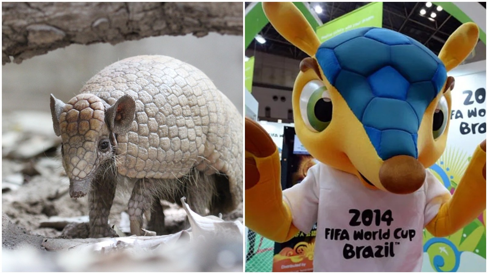 Tatu-bola segue ameaçado de extinção 12 anos após ser o Fuleco | G1