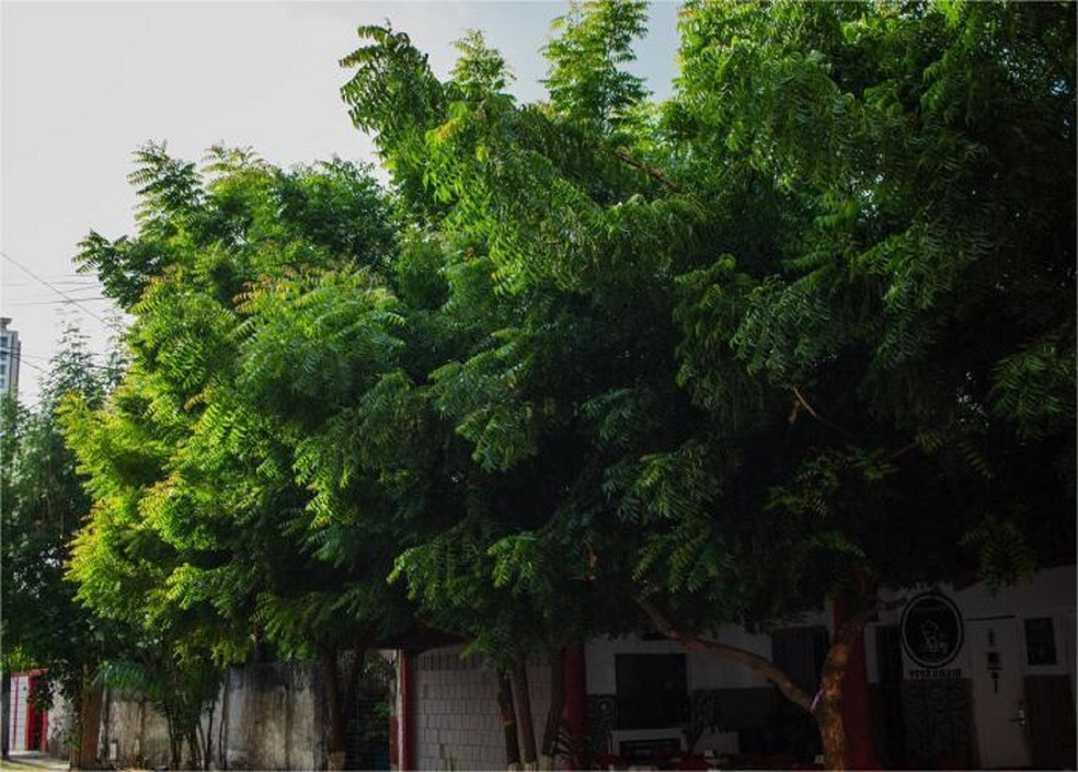 Fotos De Arvore De Nim Descubre Los Secretos Del Árbol De Neem