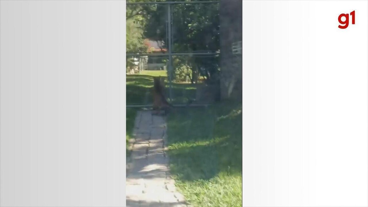 Onça é vista 'caminhando' por condomínio de Itu; especialista alerta ...