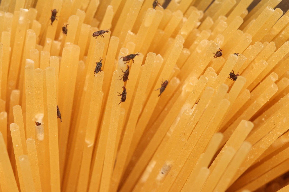 Encontrados nos alimentos, carunchos incluem várias espécies de ...