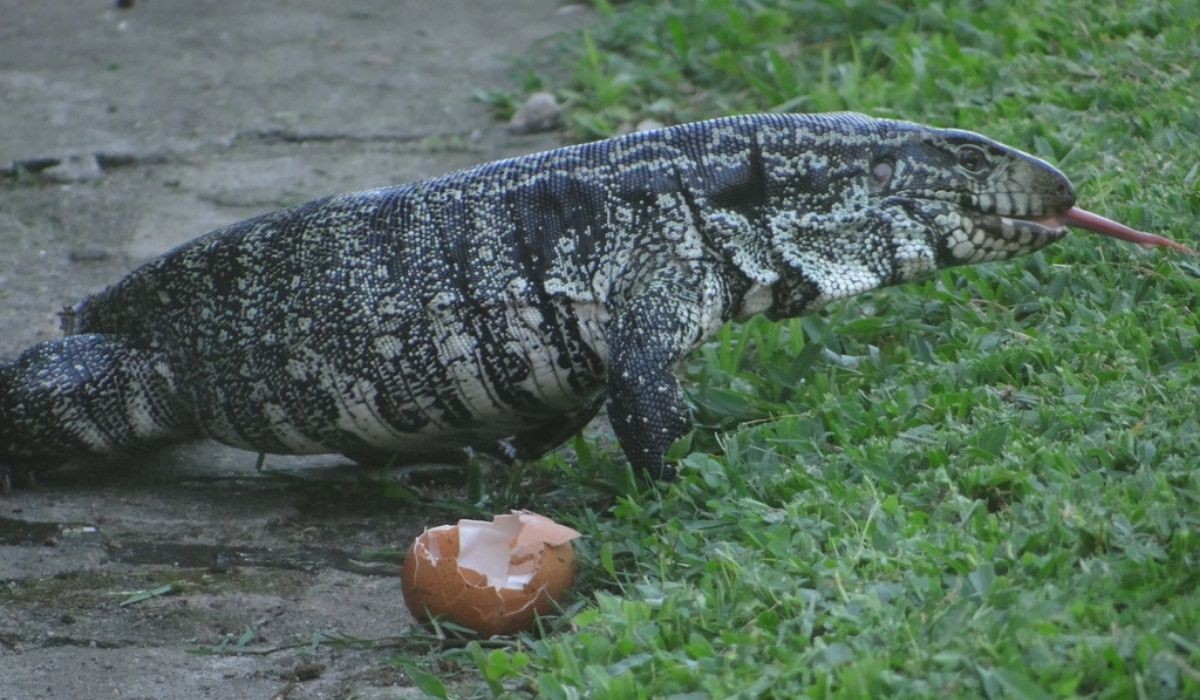 Bacurau x Teiú: ave enfrenta lagarto para proteger ninho; assista | G1