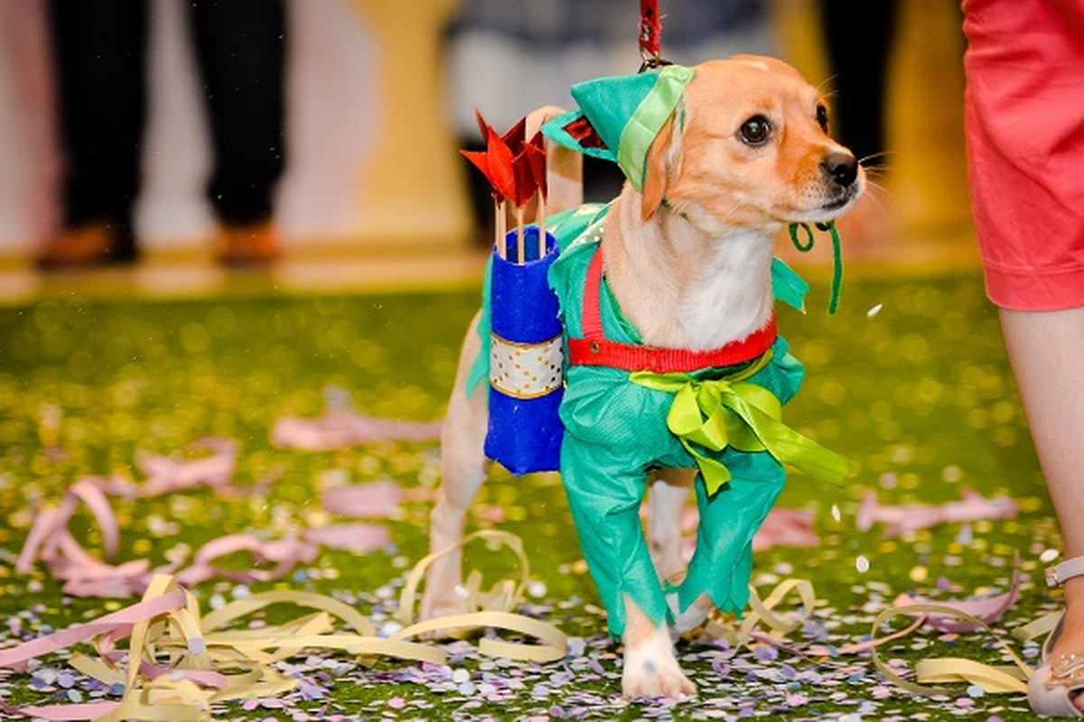 Veterinário dá dicas para que os pets aproveitem a folia do carnaval ...