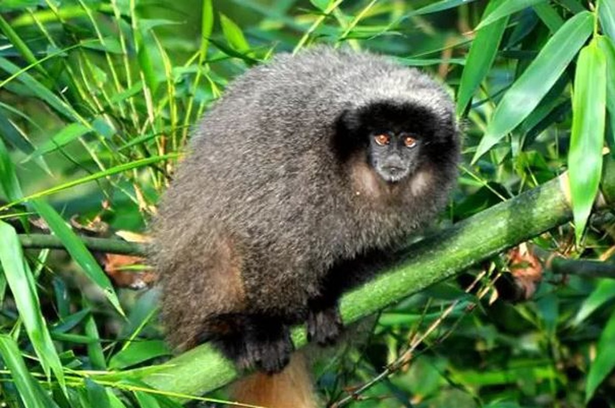Macaco sauá encontrado morto testa positivo para febre amarela em Águas ...