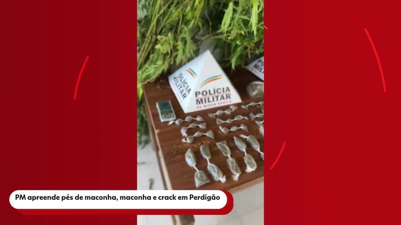 PM apreende pés de maconha, maconha em barra e crack em Perdigão após ...