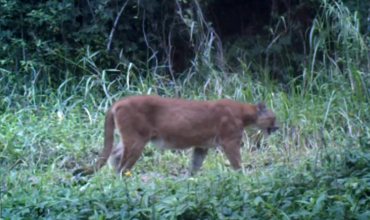 Câmeras ajudam pesquisadores a monitorar comportamento de onças da Mata ...