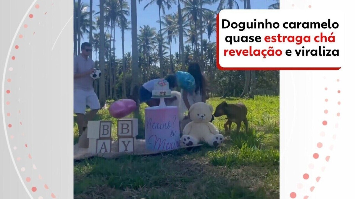 VÍDEO: Doguinho caramelo quase estraga chá revelação no ES e viraliza ...