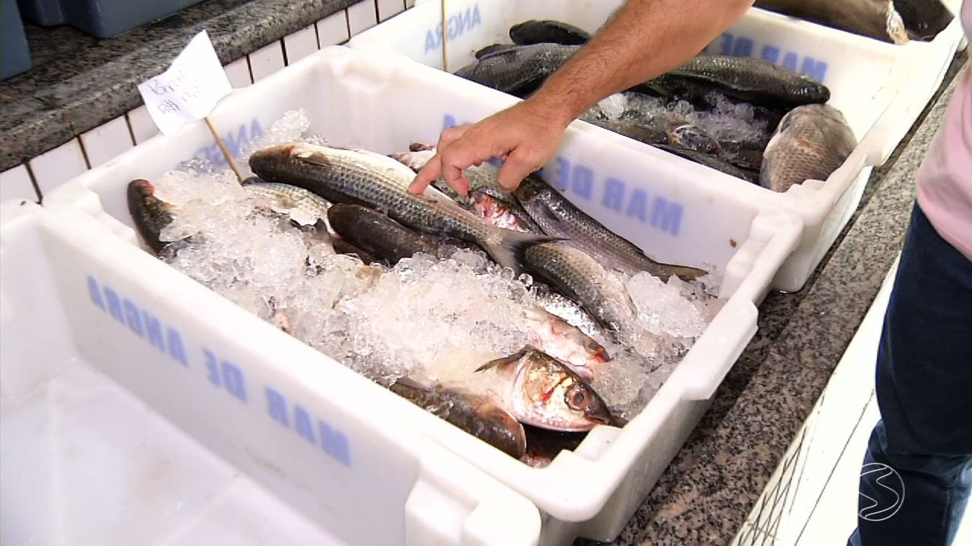 Semana do Pescado promete desconto de até 45% em peixarias de MS | G1