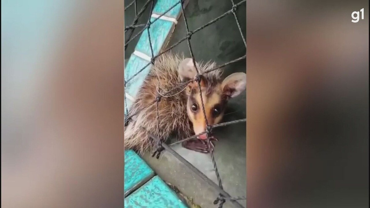 Saruê é resgatado com linha enrolada em pescoço no litoral de SP; VÍDEO ...