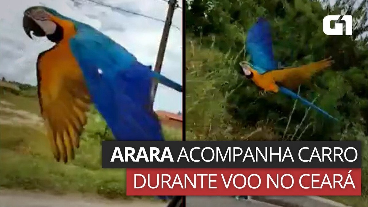 Arara aparece voando em vídeo ao lado de carro no litoral do Ceará ...