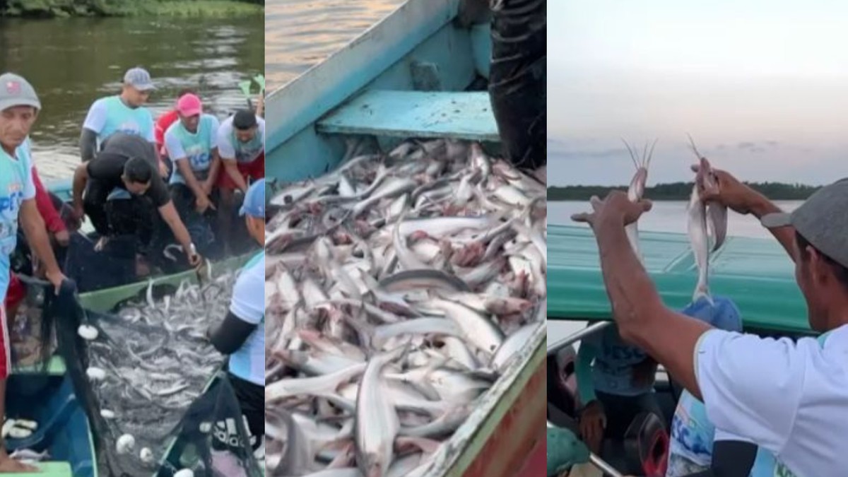 Pescadores comemoram fim do defeso com grande pesca coletiva, no Pará ...