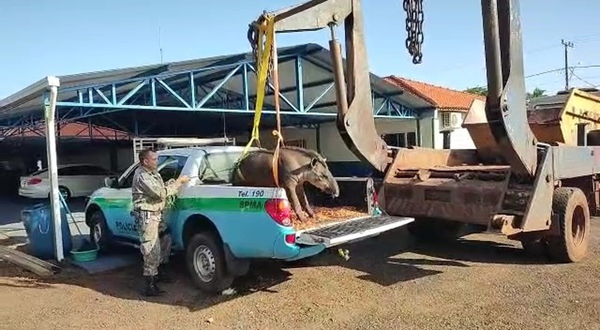 PMA aplica R$ 1,5 milhão em multas por tráfico, caça, criação ilegal e ...