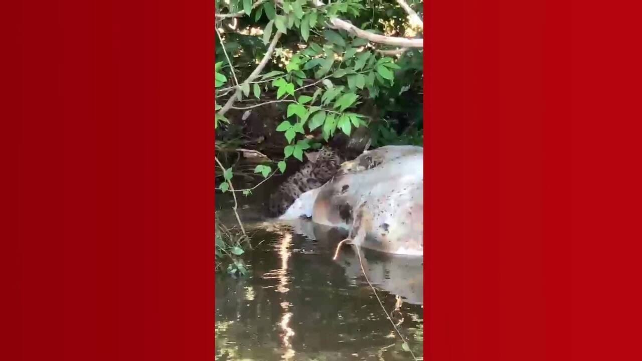 Onça-pintada devora boi em rio no Pantanal de MT; veja vídeo | Mato ...