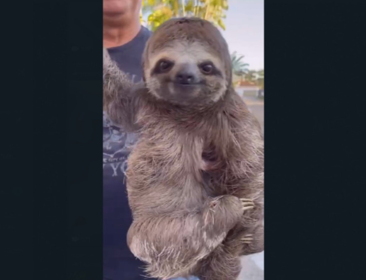 Preguiça é resgatada por moradores, em Belém; animal estava próximo de ...